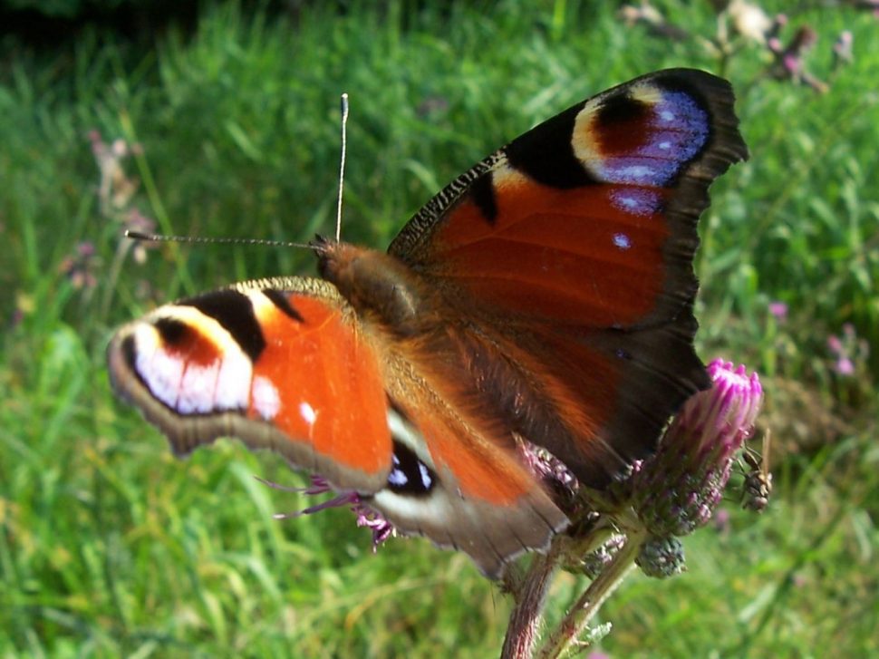 BUŇKY ve venkovní učebně | Učíme venku